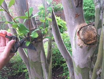 How to Prune Trees: Tips, Tools, and Timing Info Homeowners Need