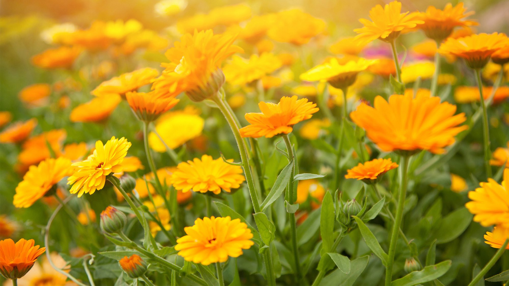 7 Fast-Growing Flowers to Revamp Your Garden ASAP