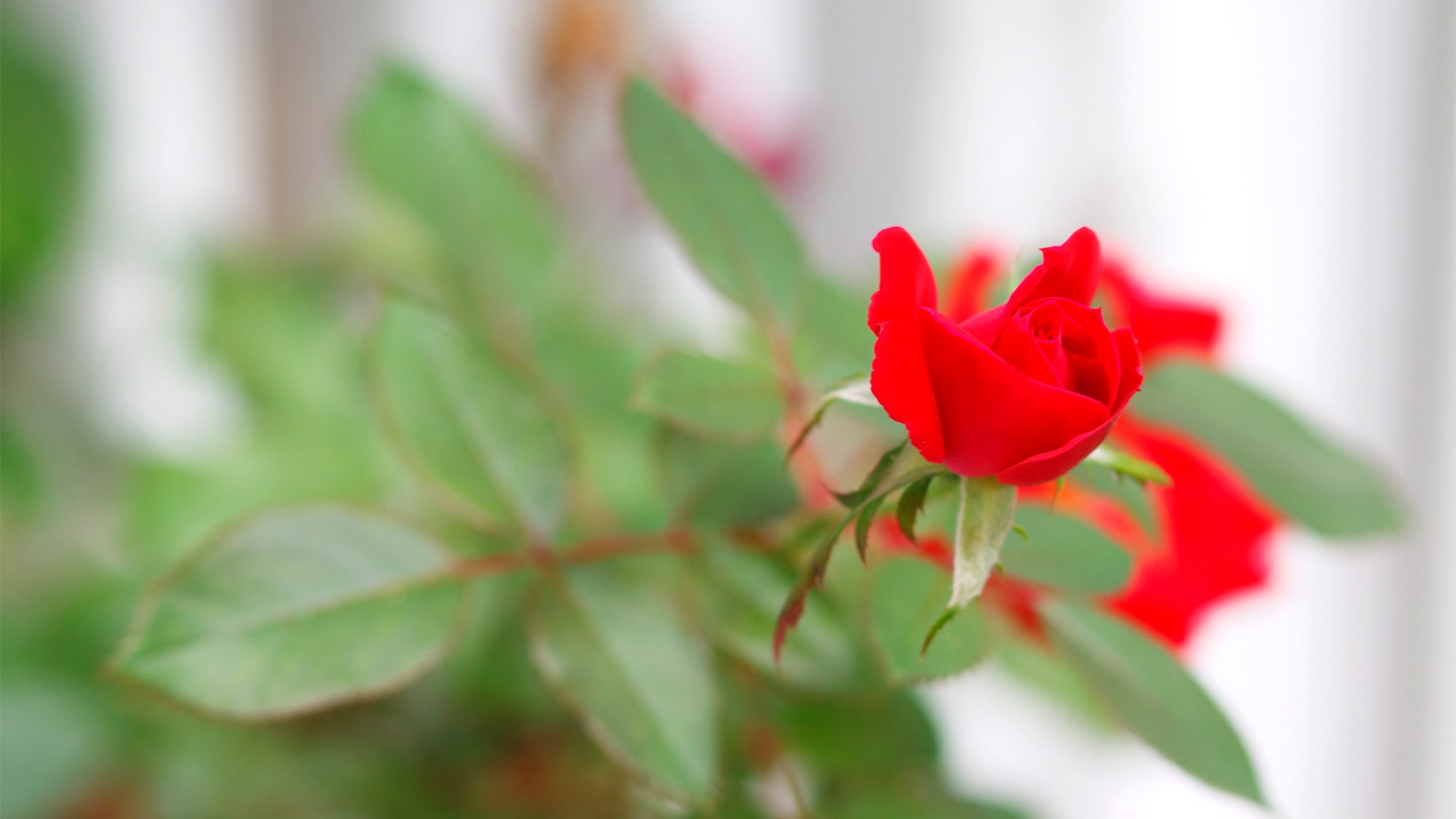 7 Fast-Growing Flowers to Revamp Your Garden ASAP