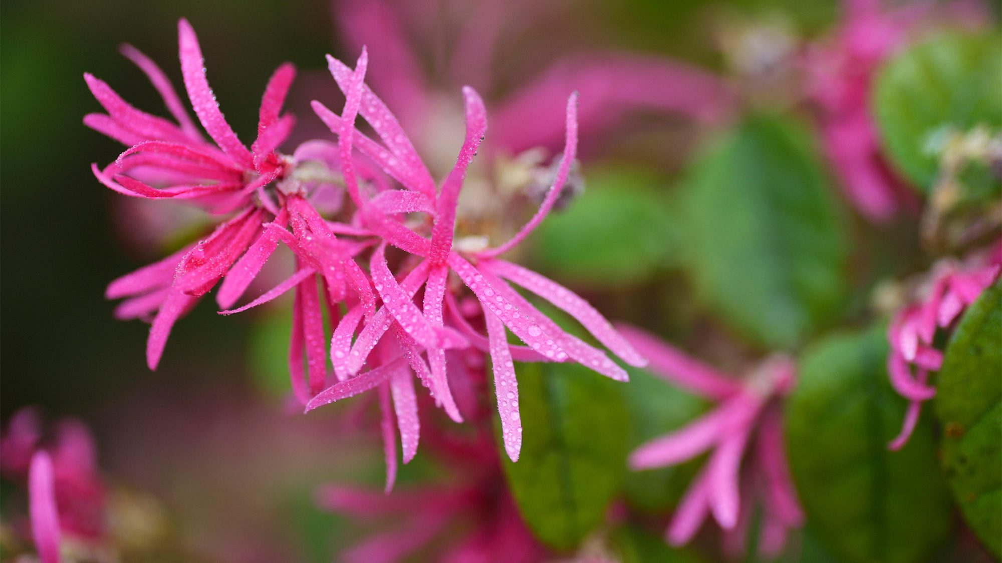 7 Fast-Growing Flowers to Revamp Your Garden ASAP