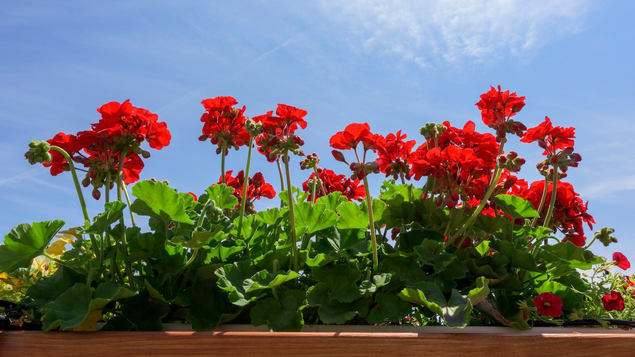 Houseplants That Clean the Air, Make You Happy, and Do Other Magic