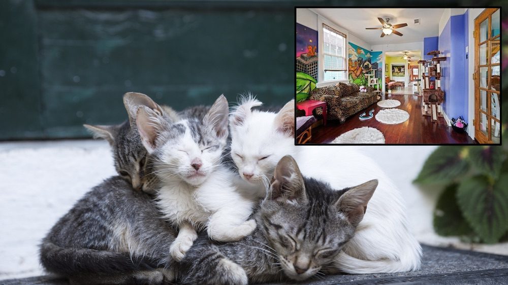 Must Love Cats! NOLA's Crescent City Cat Club Is Worth Meowing About